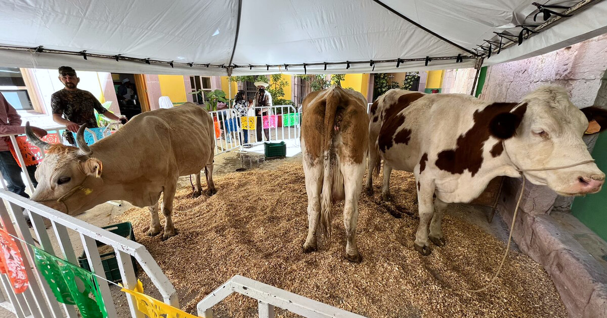 Preparan en el Centro Histórico de Zacatecas "los pajaretes" - Prensa ...